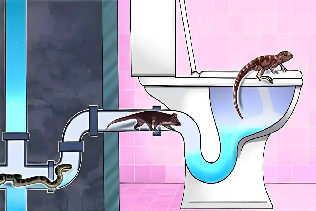 These 5 creatures can crawl through pipes and end up in the toilet ...